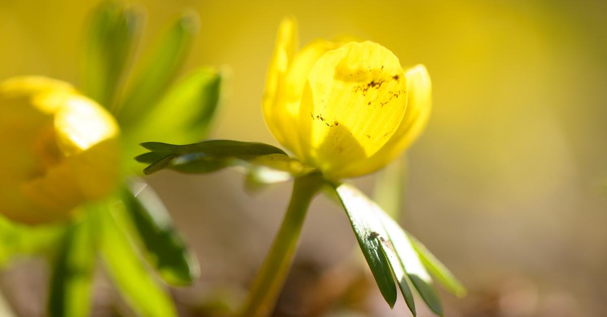 Wormel: Die ersten Winterlinge